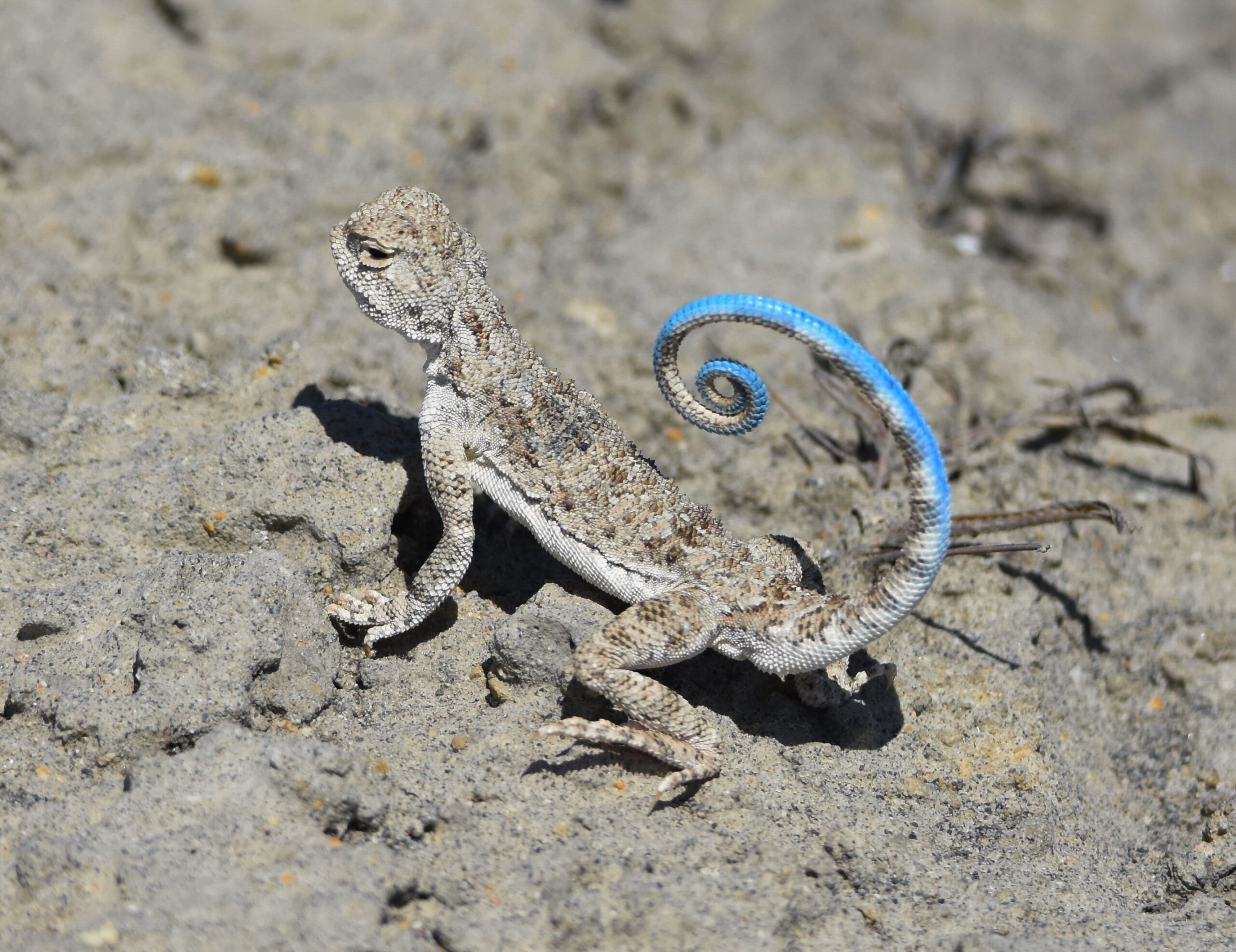 Articles - CABAR.asia